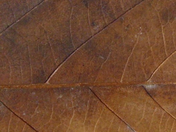 texture 0039 - Texturelib